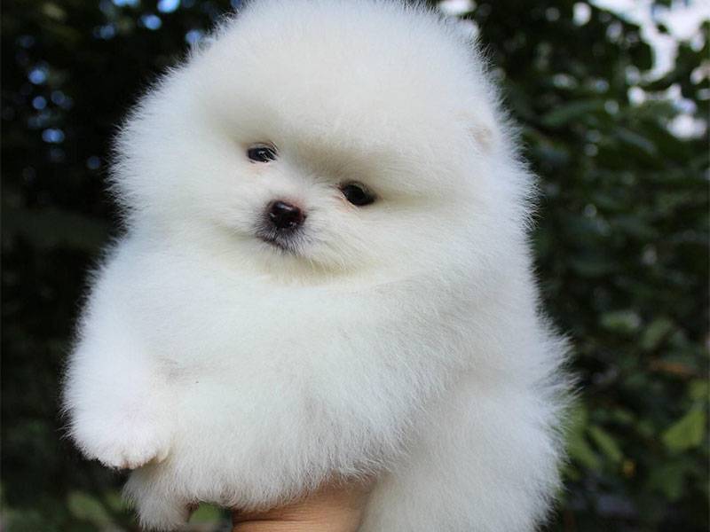 قیمت و خرید سگ پامرانین خرسی و روباهی (Pomeranian)