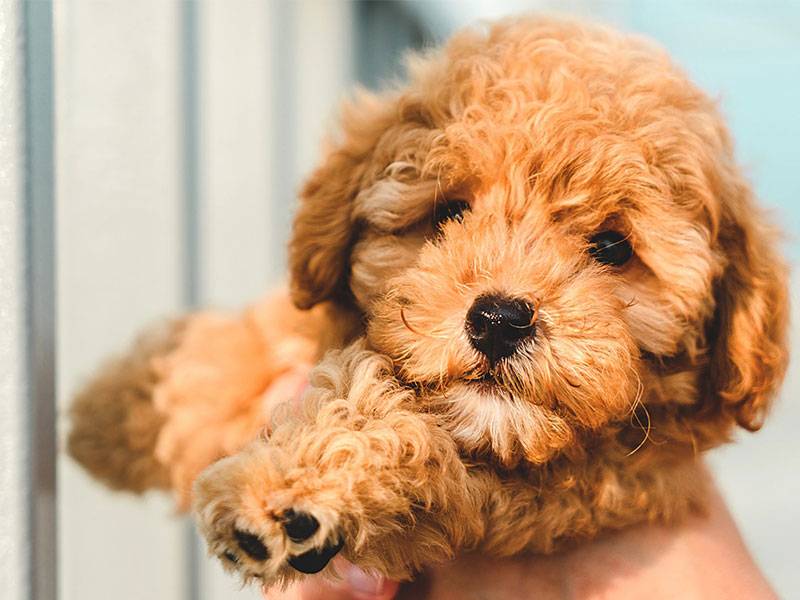 قیمت و خرید سگ پودل عروسکی و مینیاتوری Poodle