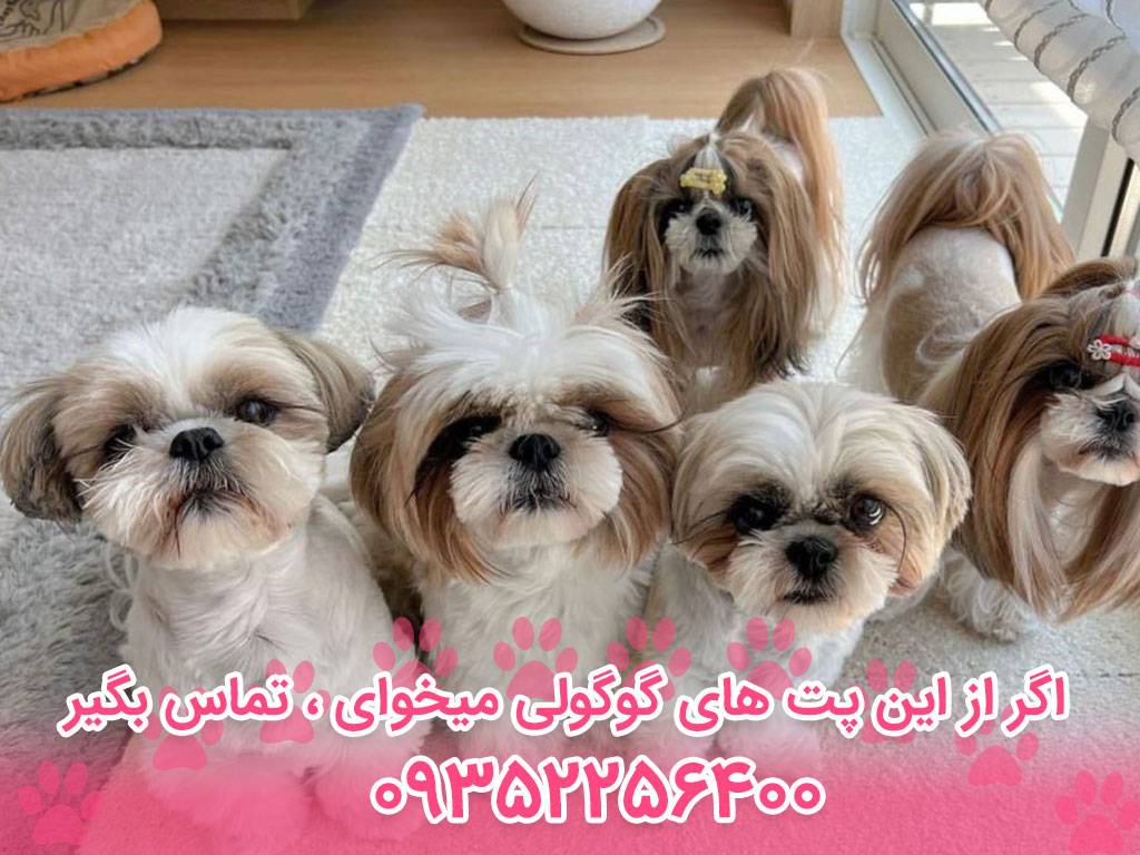 Shih Tzu Dog Shih Tzu Dog